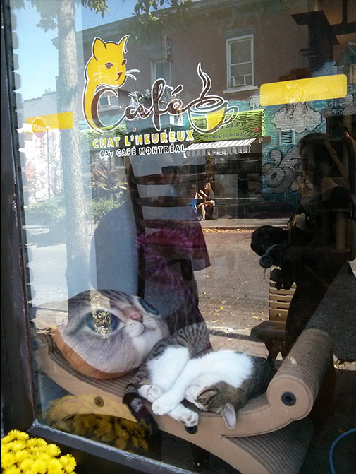 À propos | Café Chat L’Heureux