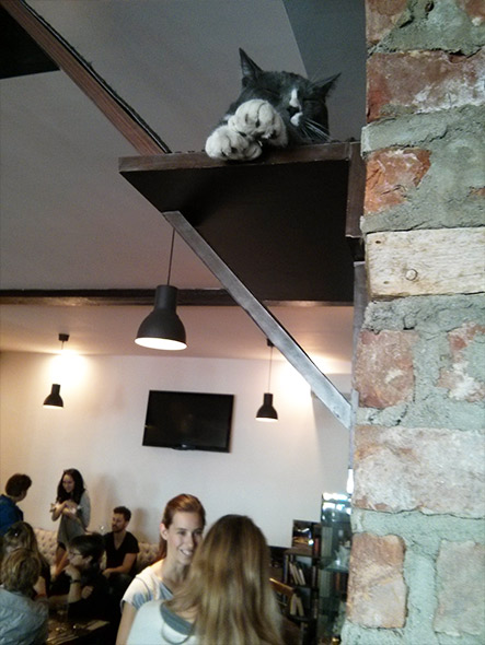 About | Happy Cat Cafe Montreal