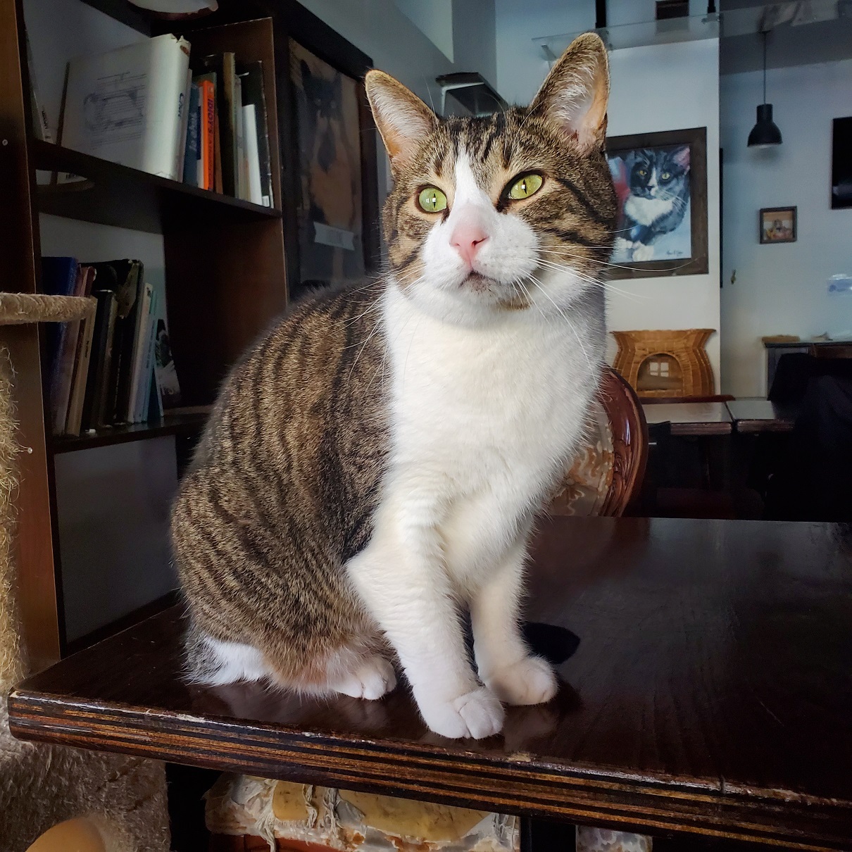 Rencontrer nos merveilleux chats | Café Chat L’Heureux