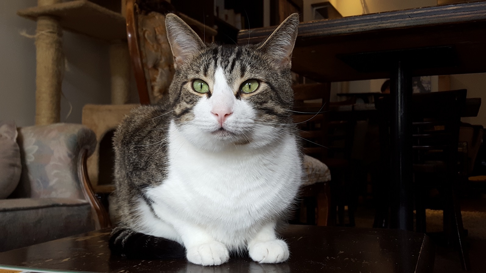 Rencontrer nos merveilleux chats | Café Chat L’Heureux