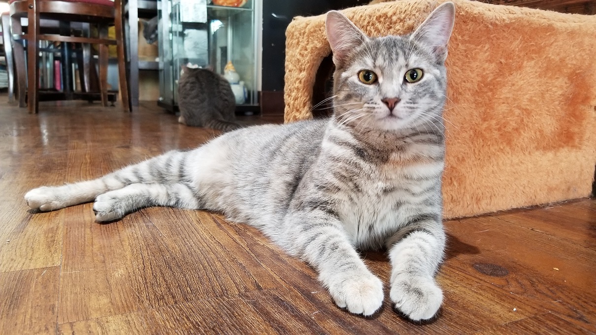 Meet our cats | Happy Cat Cafe Montreal