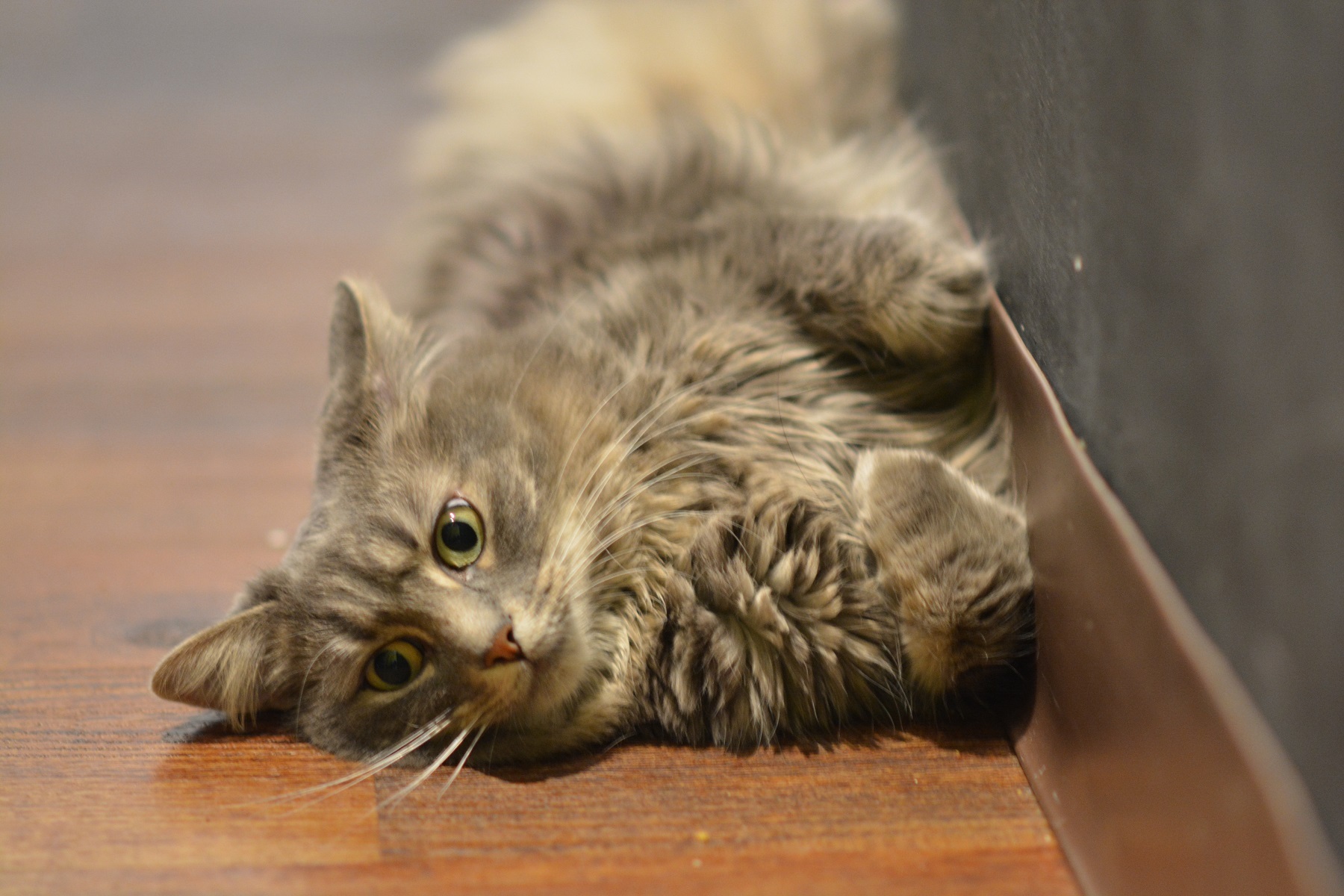 Meet our cats | Happy Cat Cafe Montreal