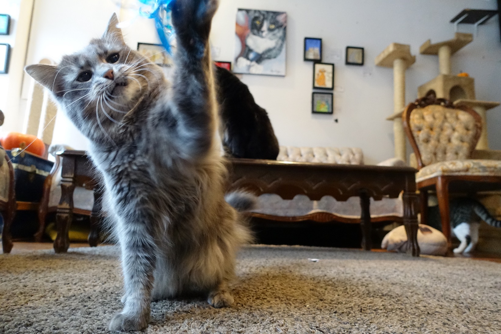 Meet our cats | Happy Cat Cafe Montreal