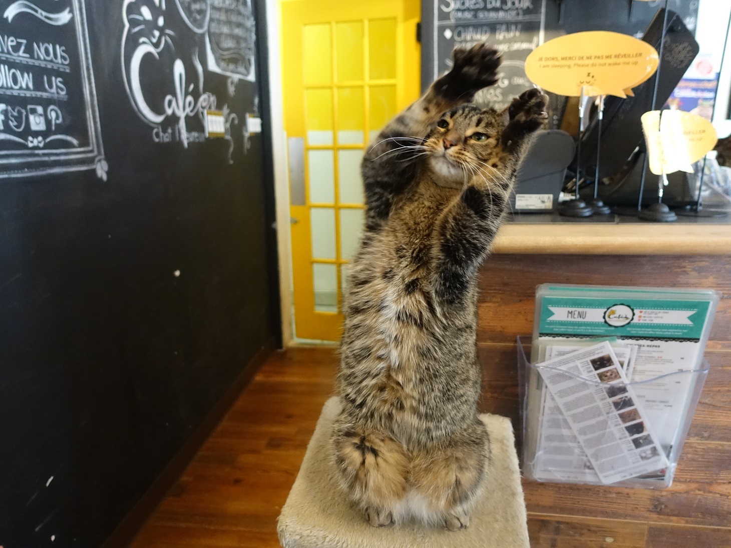 Meet our cats | Happy Cat Cafe Montreal
