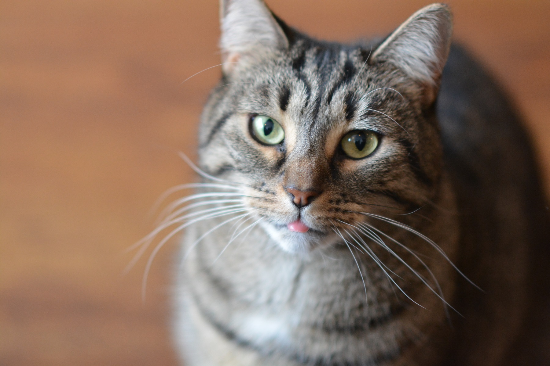 Meet our cats | Happy Cat Cafe Montreal