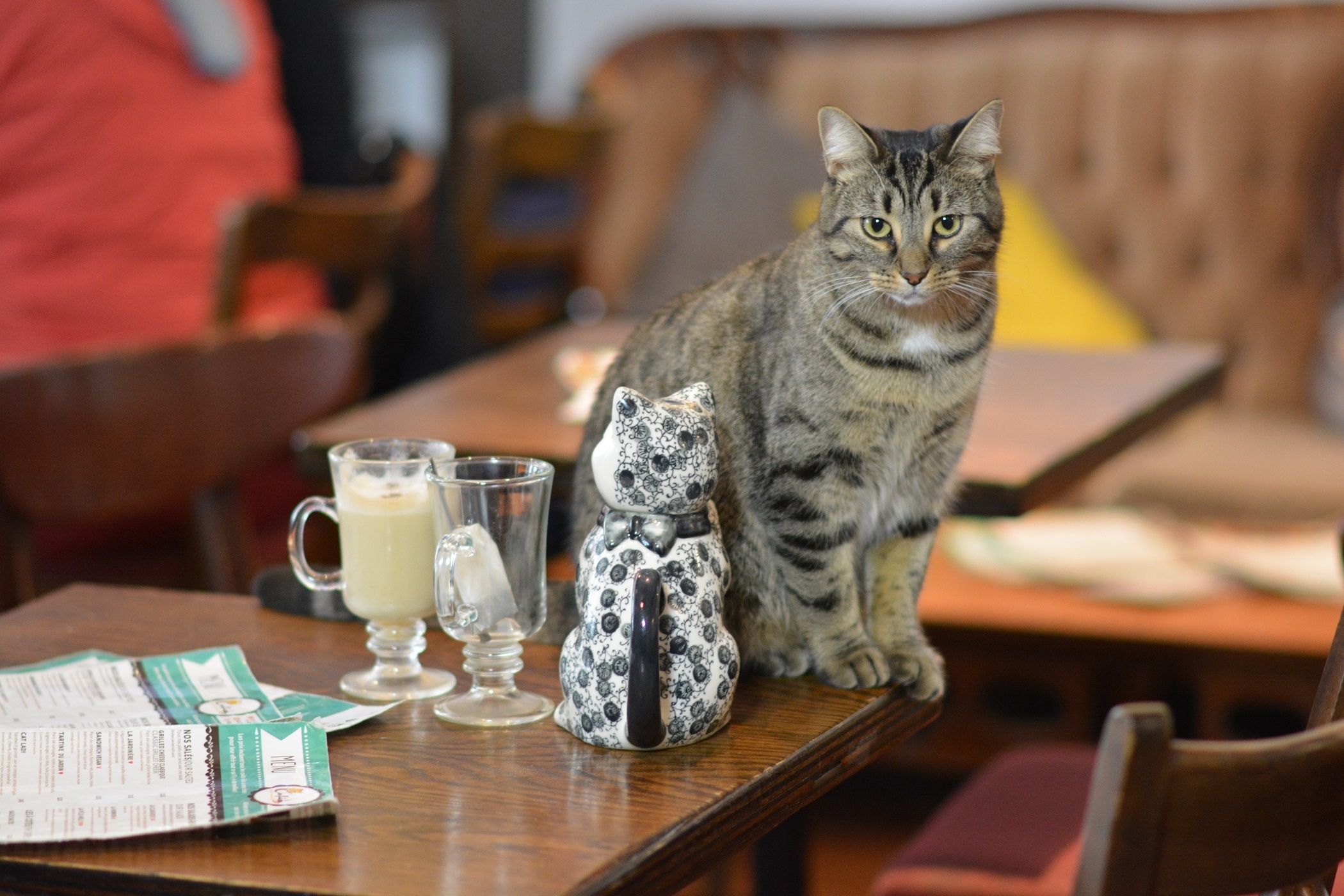 Meet our cats | Happy Cat Cafe Montreal