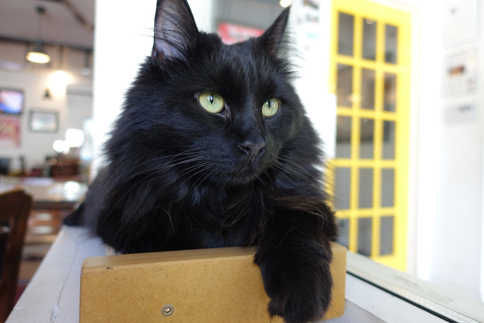 Meet our cats | Happy Cat Cafe Montreal