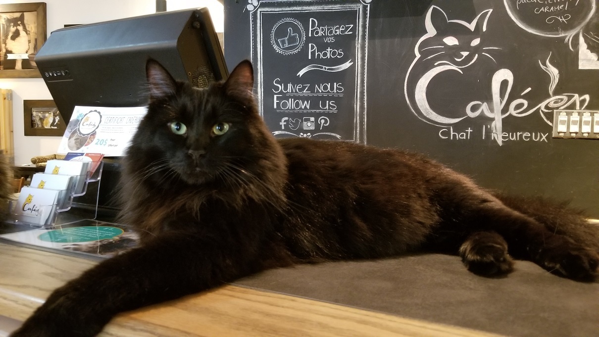 Meet our cats | Happy Cat Cafe Montreal
