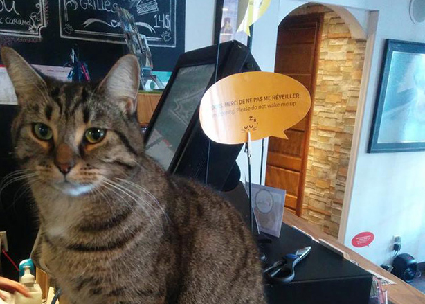 Rules | Happy Cat Cafe Montreal